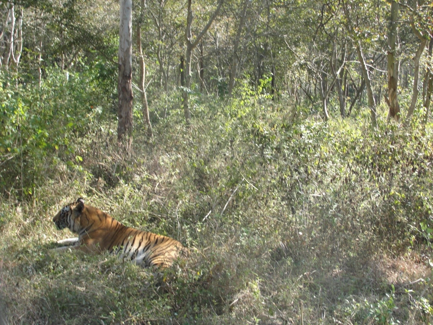 TIGER SAFARI AT SHIMOGA ZOO – THYAVERAGOPPA – Dream, Believe and Make ...